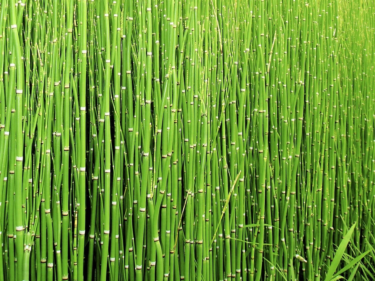 🌿 La Prêle du Japon : secrets pour une culture réussie