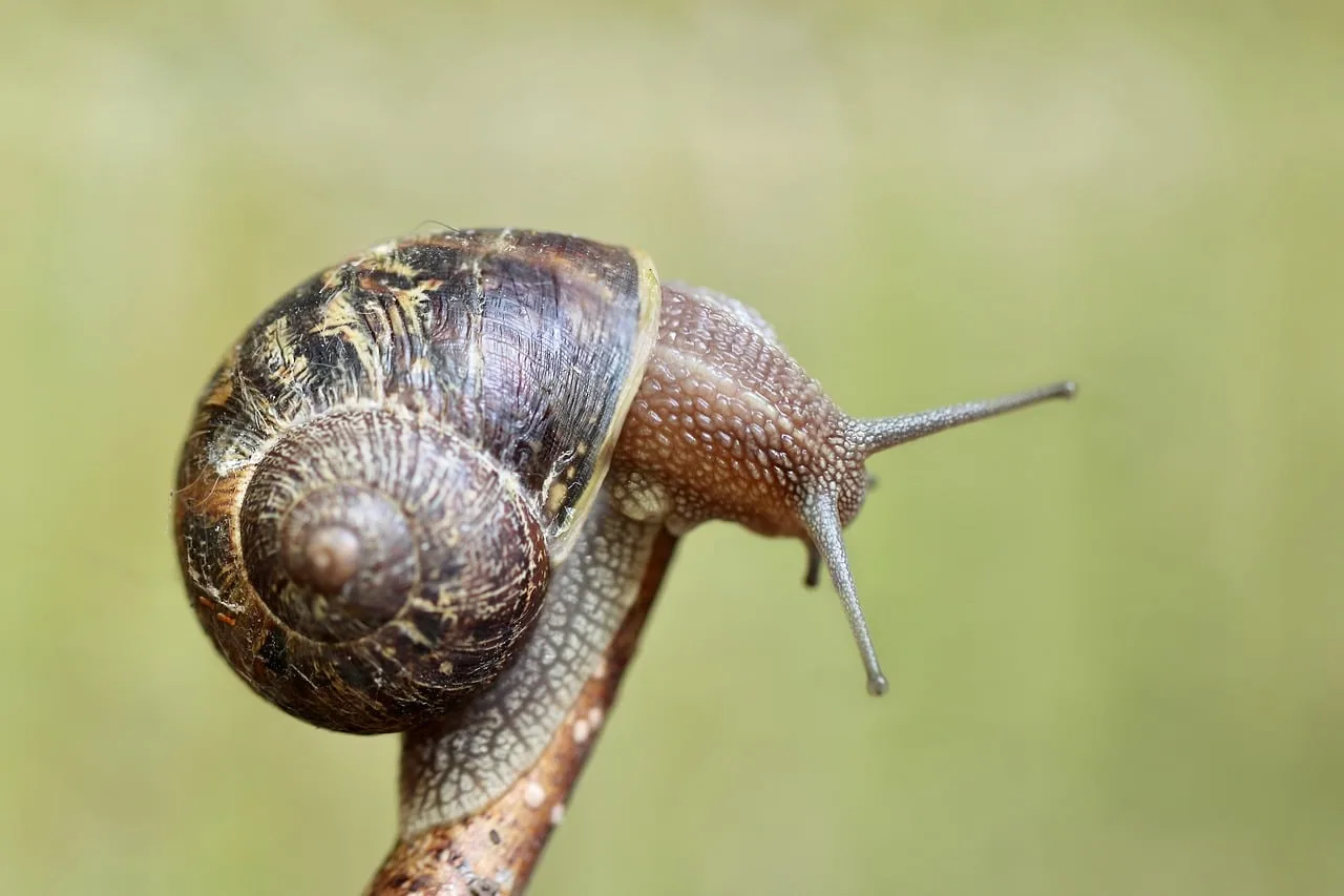 🐌 Astuces naturelles contre les escargots : remèdes de grand-mère