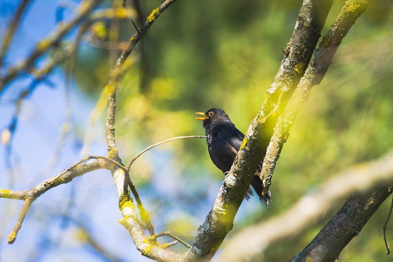 🐦 Tout savoir sur les œufs de merle : secrets et curiosités