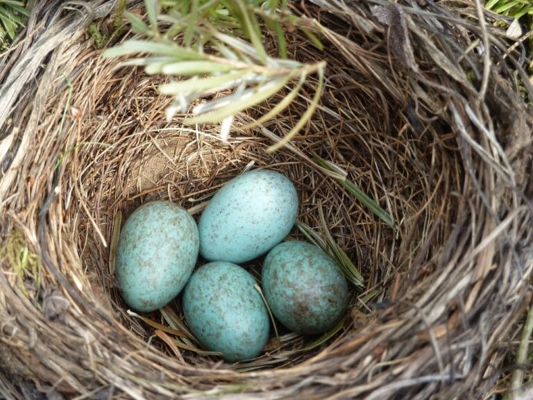 🐦 Tout savoir sur les œufs de merle : secrets et curiosités